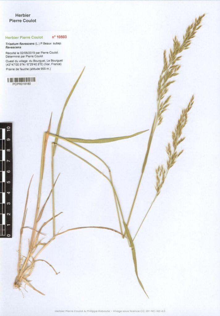 Trisetum flavescens (L.) P.Beauv. subsp. flavescens – Société botanique ...