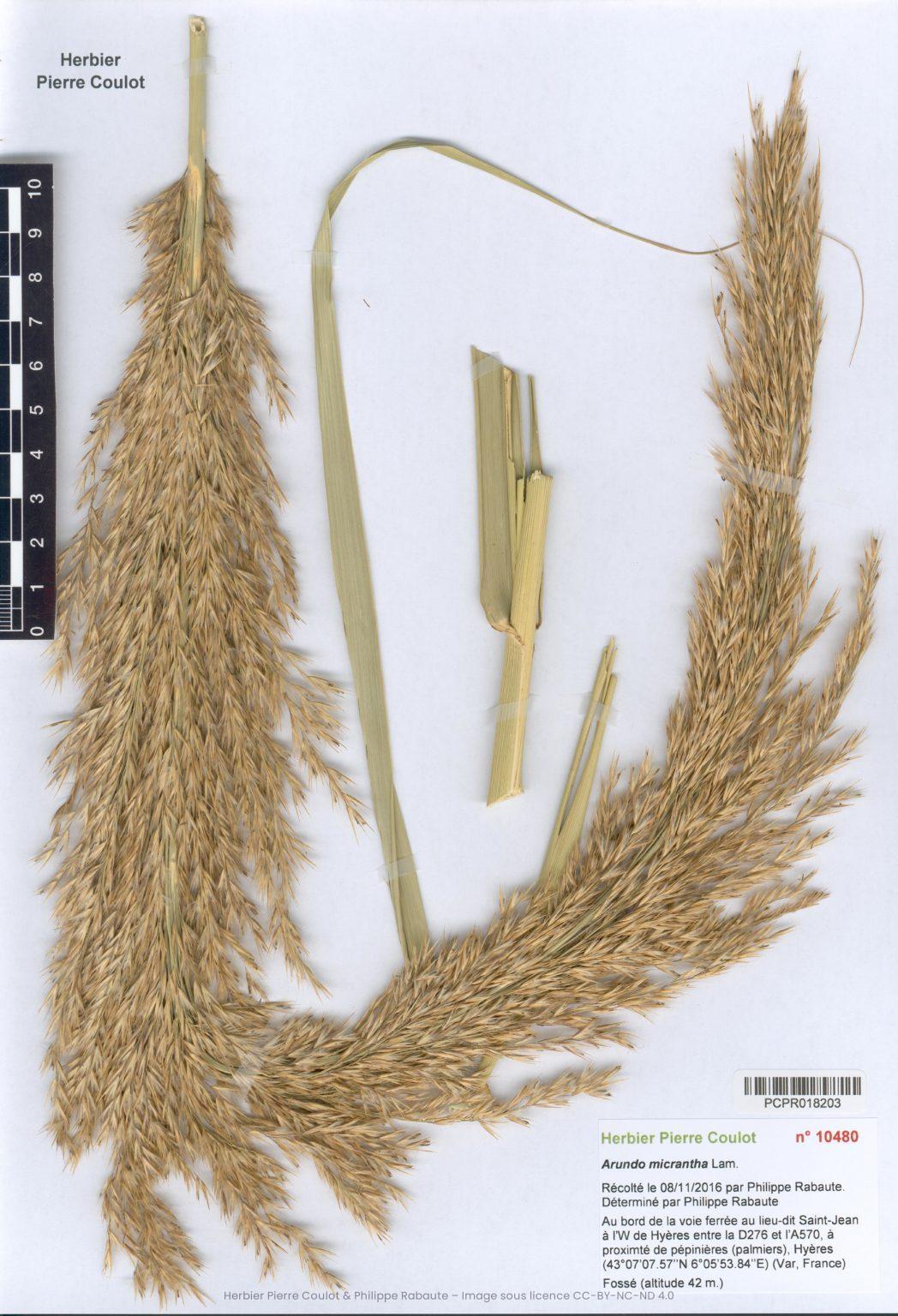 Arundo micrantha Lam. - Société botanique d'occitanie