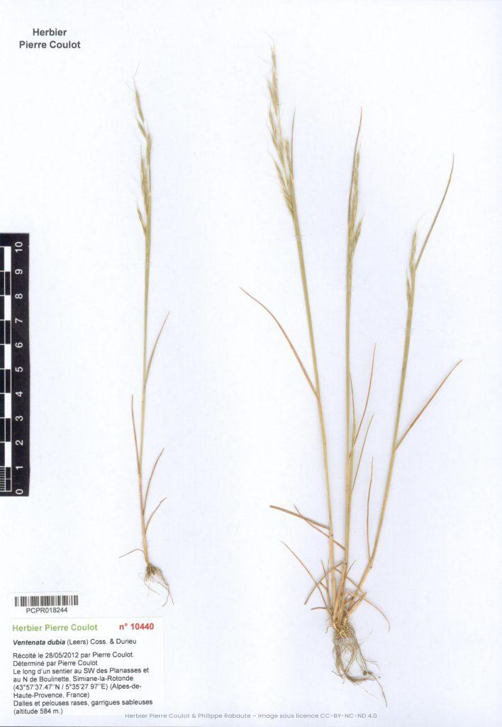 Ventenata dubia (Leers) Coss. & Durieu – Société botanique d'occitanie