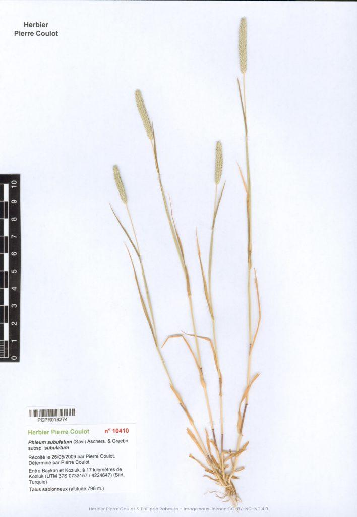 Phleum subulatum (Savi) Aschers. & Graebn. subsp. subulatum – Société ...