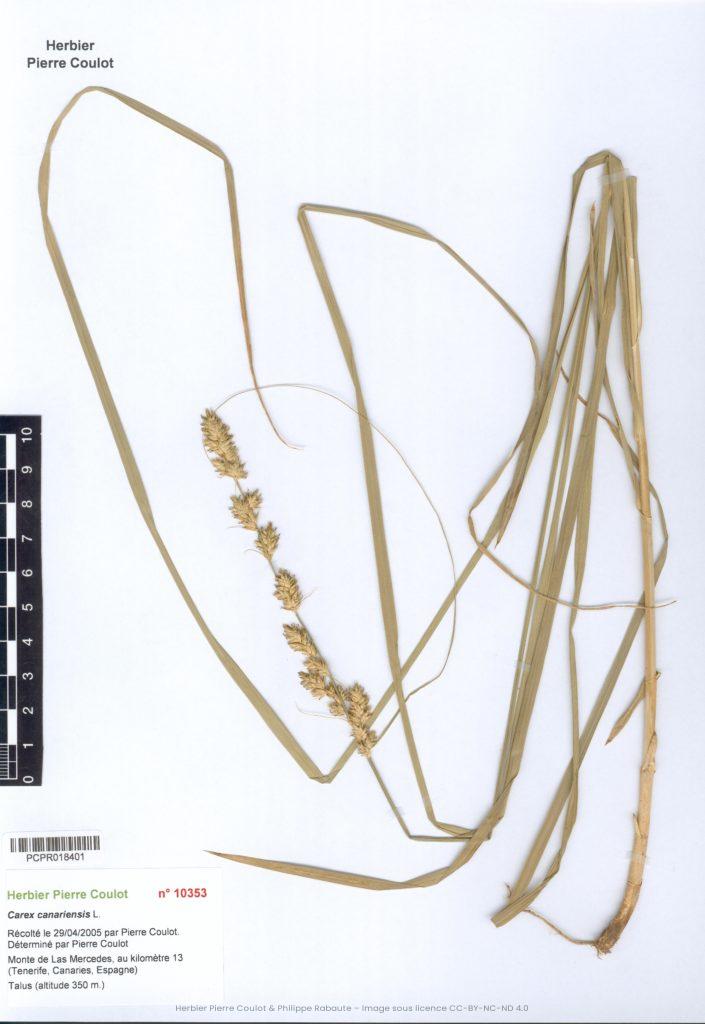Carex canariensis Kük. – Société botanique d'occitanie