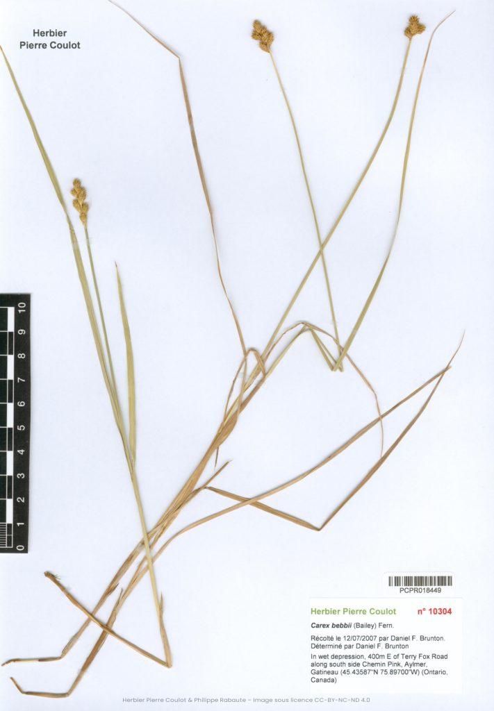 Carex bebbii (Bailey) Fern. – Société botanique d'occitanie