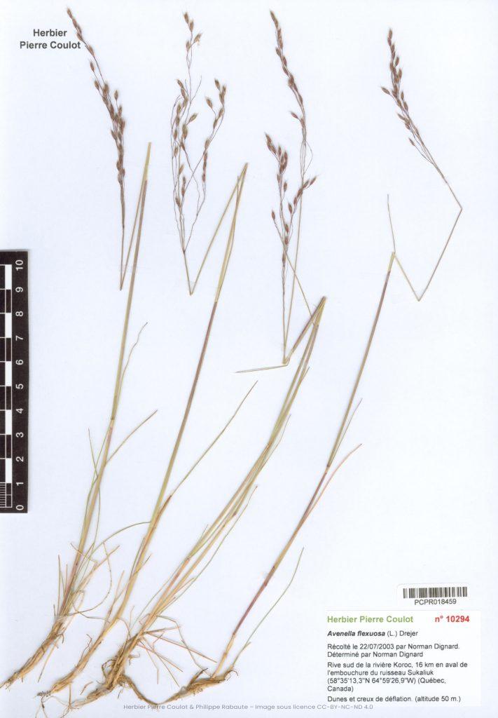 Avenella flexuosa (L.) Drejer – Société botanique d'occitanie