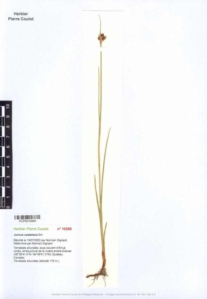 Juncus castaneus Sm. – Société botanique d'occitanie