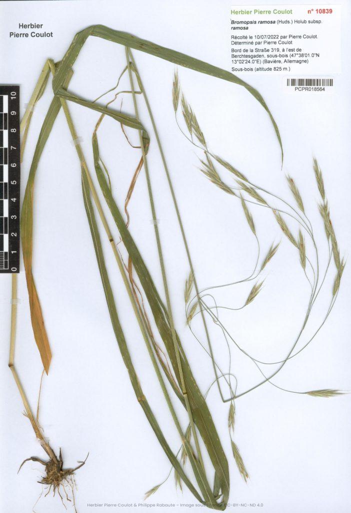 Bromopsis ramosa (Huds.) Holub subsp. ramosa – Société botanique d ...