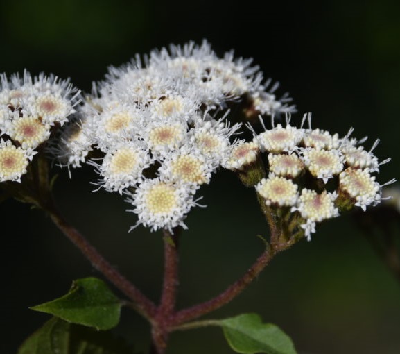 Ageratina adenophora (Spreng.) R.M. King & H. Rob. (Asteraceae) : une ...