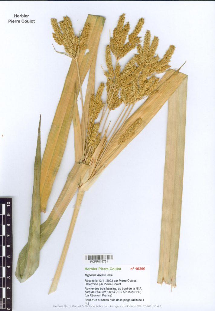 Cyperus dives Delile – Société botanique d'occitanie