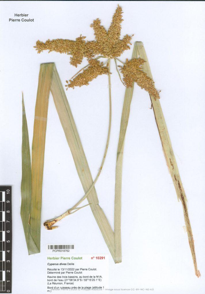Cyperus dives Delile – Société botanique d'occitanie