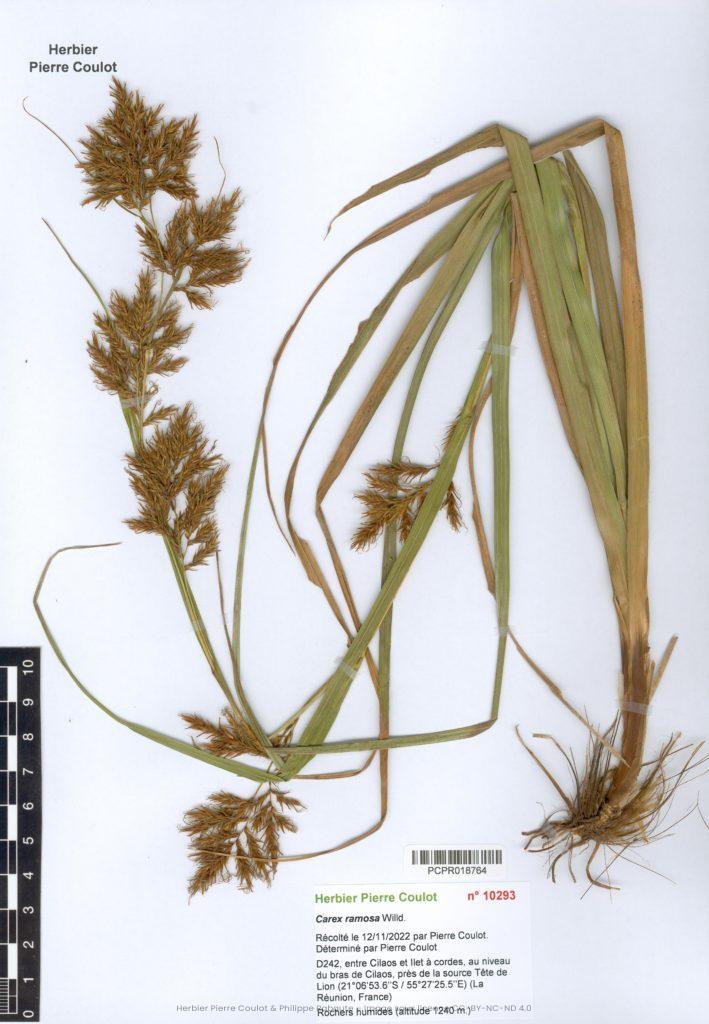 Carex ramosa Willd. – Société botanique d'occitanie