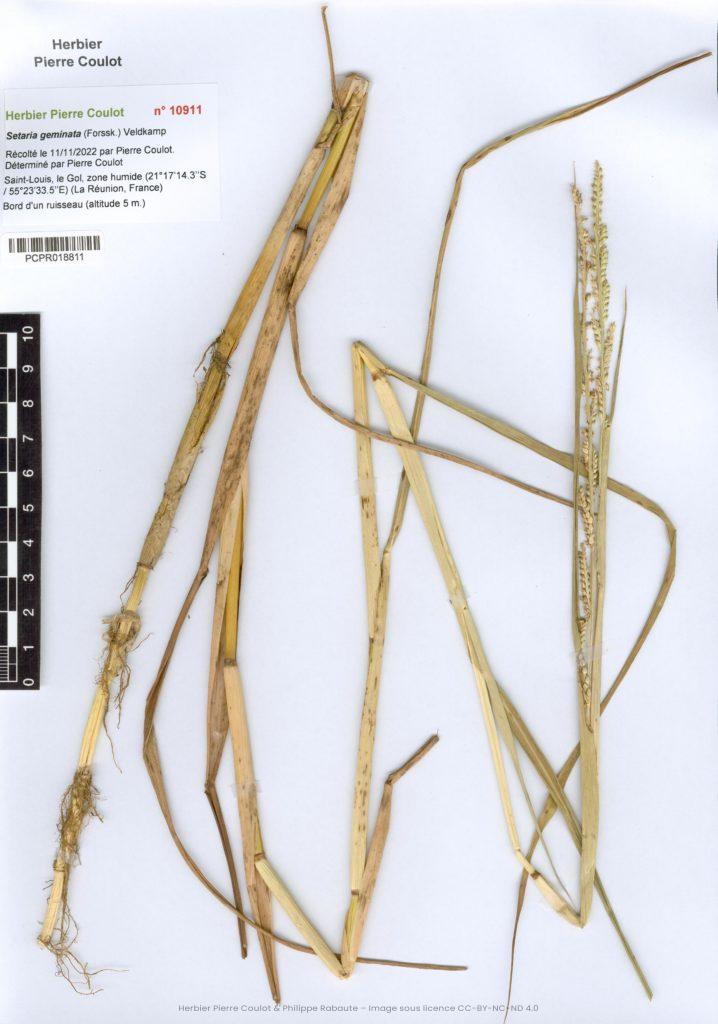Setaria geminata (Forssk.) Veldkamp - Société botanique d'occitanie