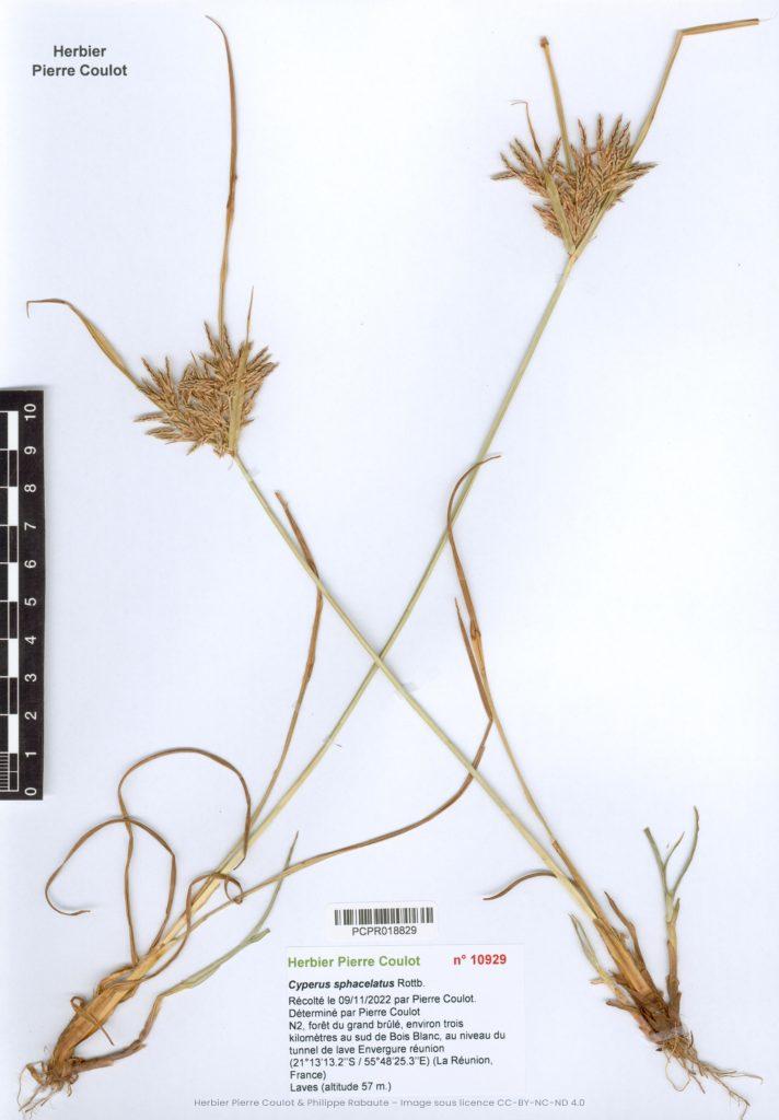 Cyperus sphacelatus Rottb. – Société botanique d'occitanie
