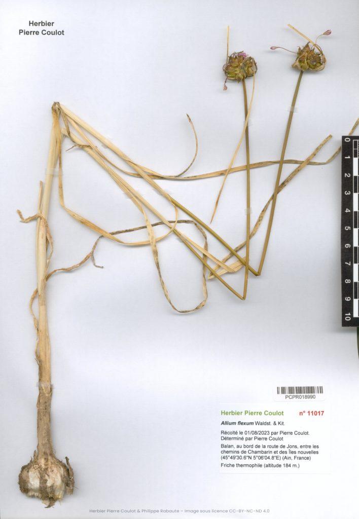 Allium flexum Waldst. & Kit. – Société botanique d'occitanie