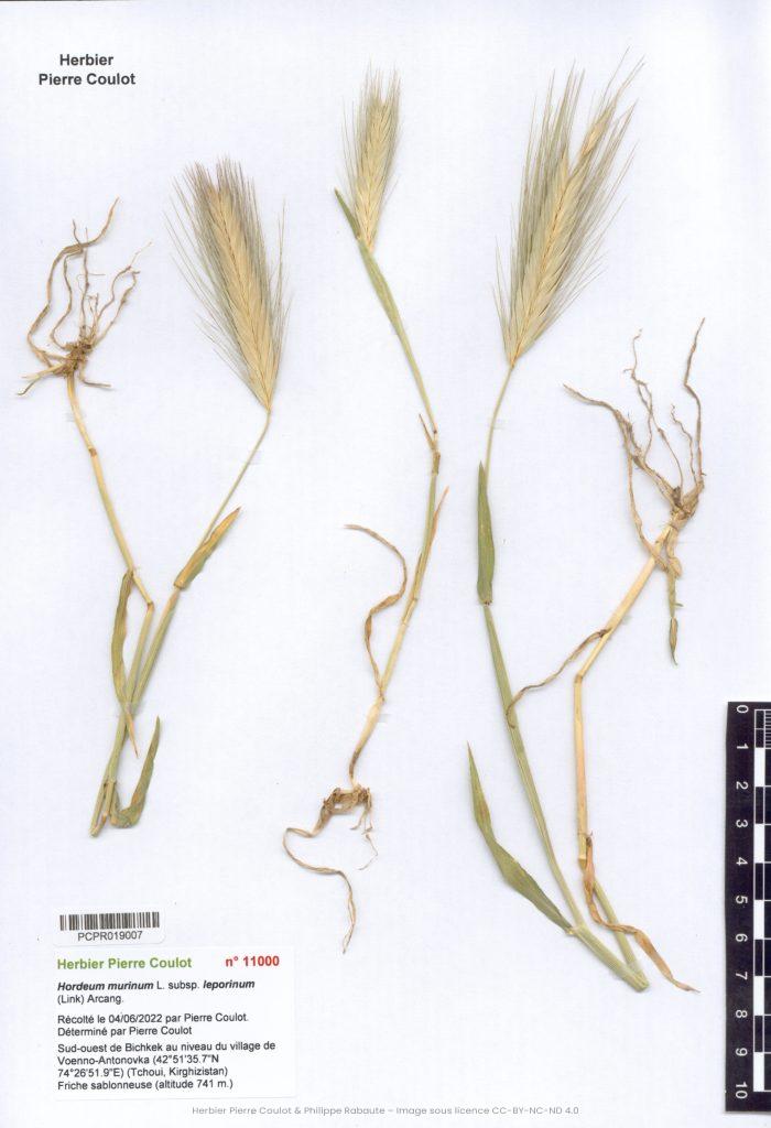 Hordeum murinum L. subsp. leporinum (Link) Arcang. – Société botanique ...
