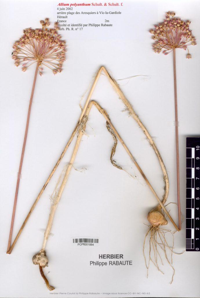 Allium polyanthum Schult. & Schult.f. - Société botanique d'occitanie