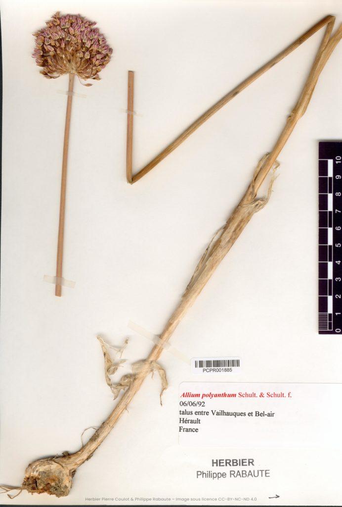 Allium polyanthum Schult. & Schult.f. - Société botanique d'occitanie