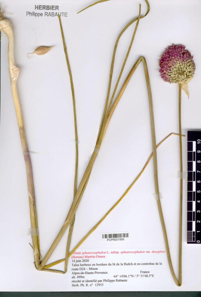 Allium sphaerocephalon L. subsp. sphaerocephalon var. deseglisei ...