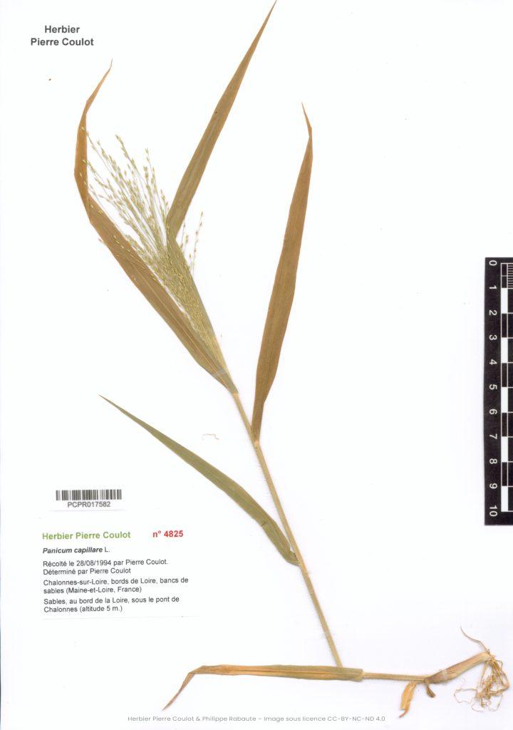Panicum capillare L. – Société botanique d'occitanie