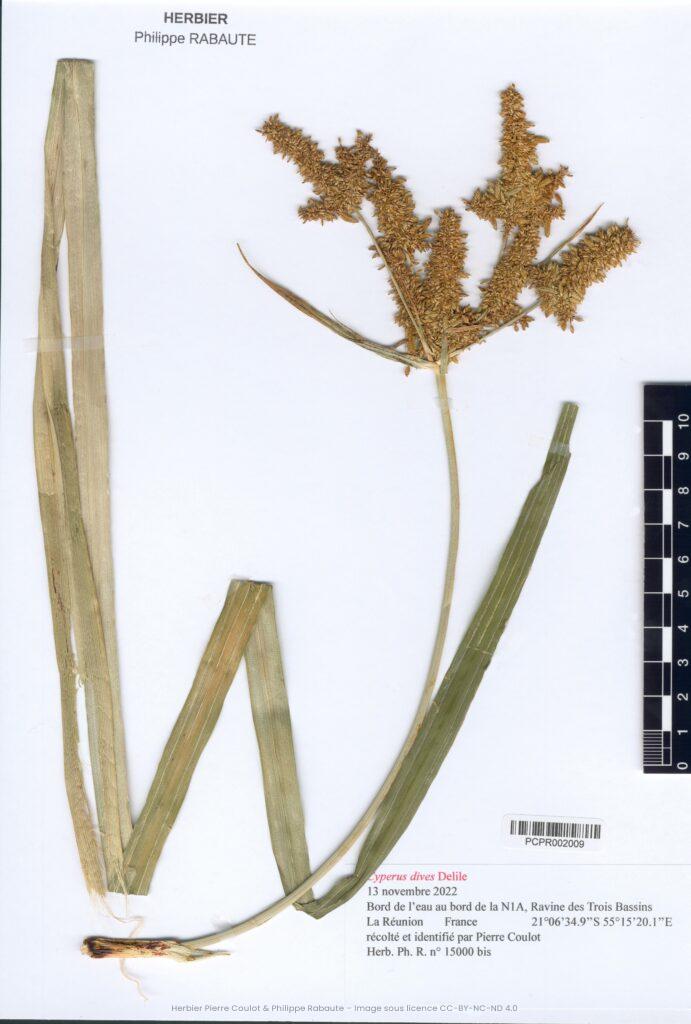 Cyperus dives Delile - Société botanique d'occitanie