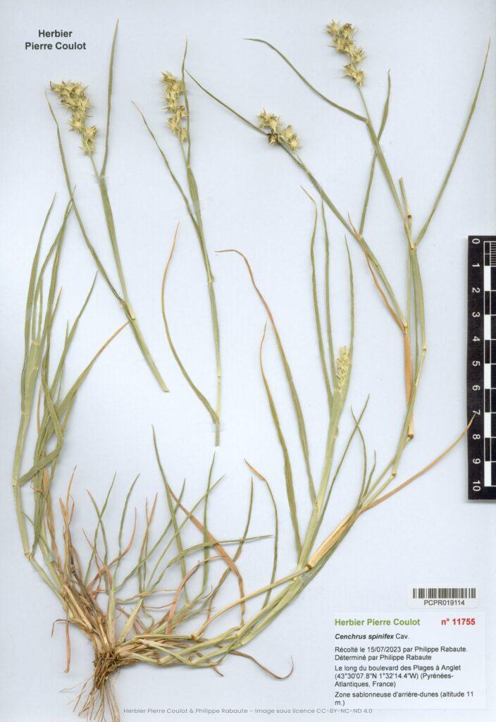 Cenchrus spinifex Cav. – Société botanique d'occitanie