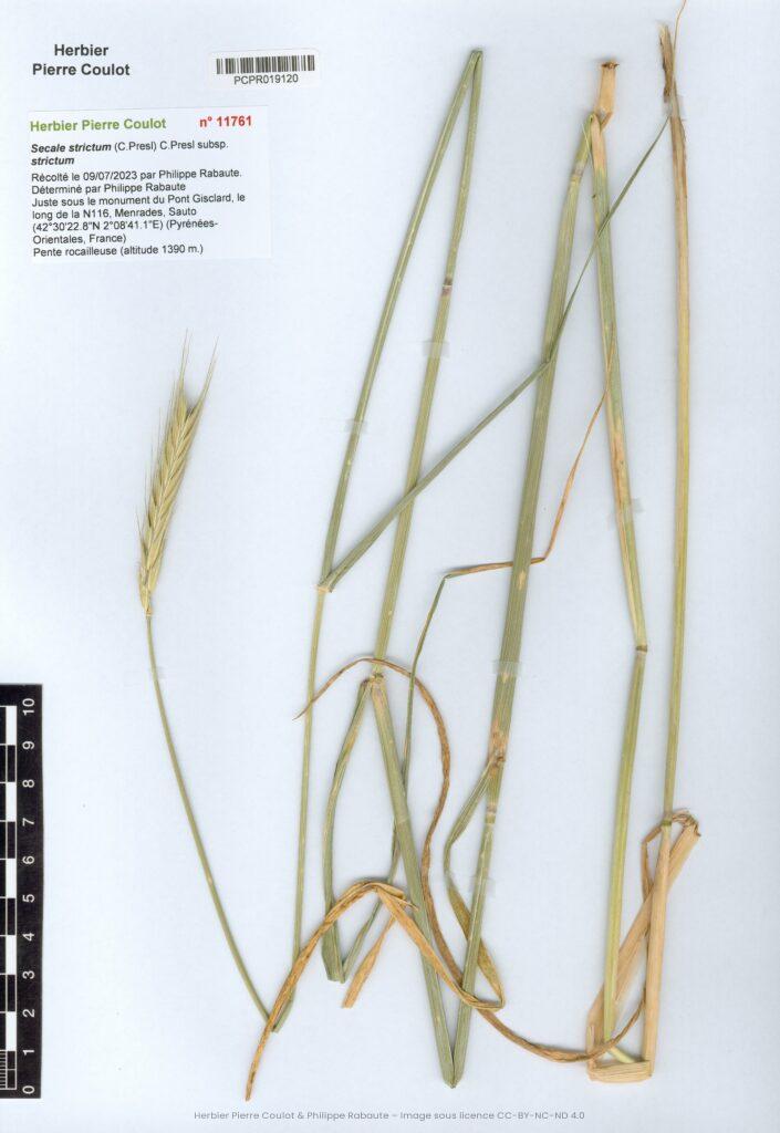 Secale strictum (C.Presl) C.Presl – Société botanique d'occitanie