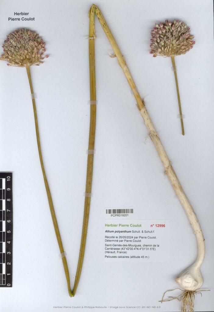 Allium polyanthum Schult. & Schult.f. – Société botanique d'occitanie