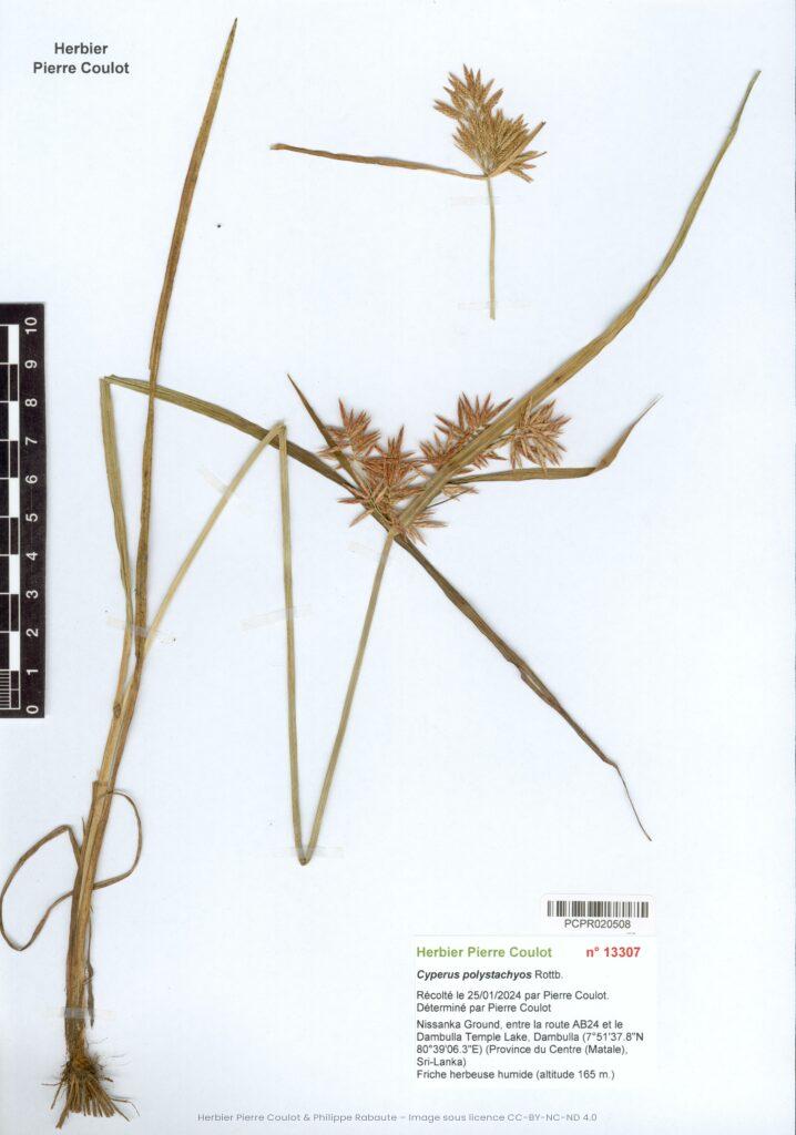 Cyperus polystachyos Rottb. – Société botanique d'occitanie
