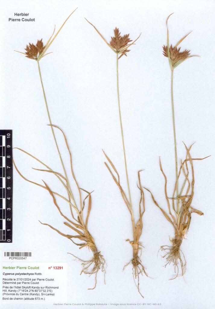 Cyperus polystachyos Rottb. – Société botanique d'occitanie