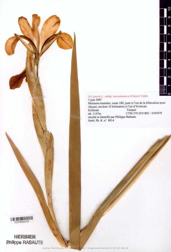 Iris spuria L. subsp. musulmanica (Fomin) Takht. – Société botanique d ...