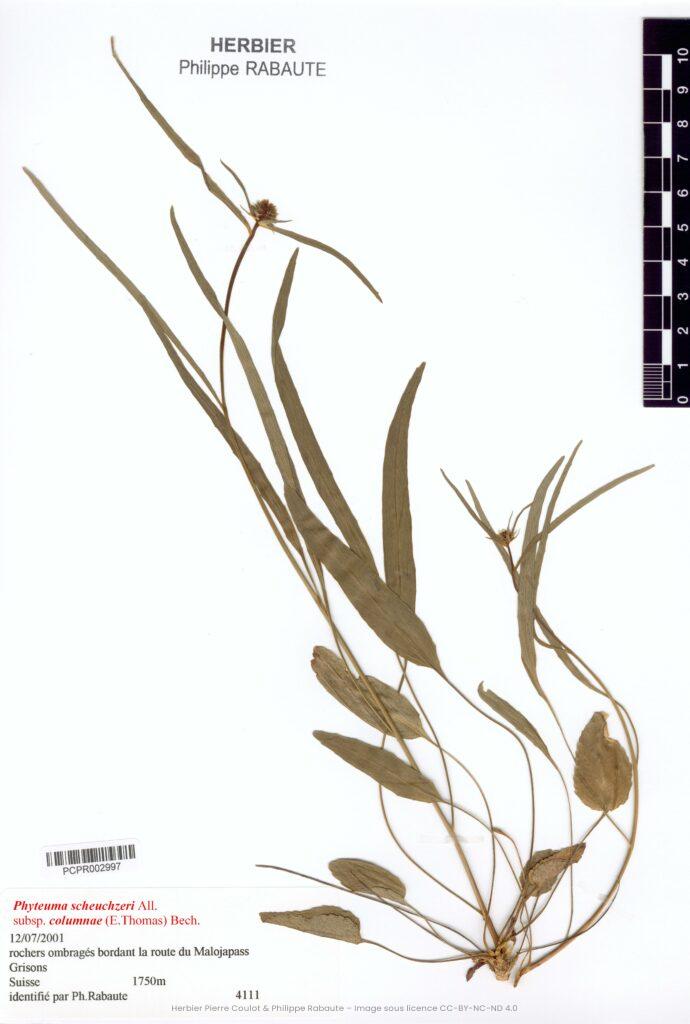 Phyteuma scheuchzeri All. subsp. columnae (E.Thomas) Bech. – Société ...