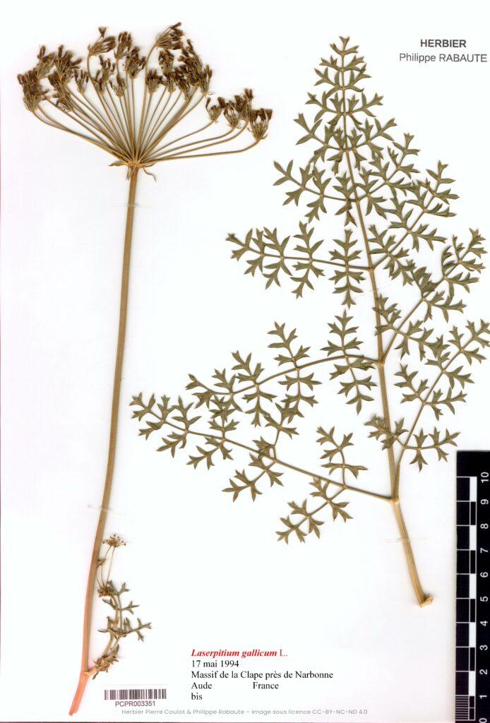 Laserpitium gallicum L. var. angustifolium (L.) Lange – Société ...