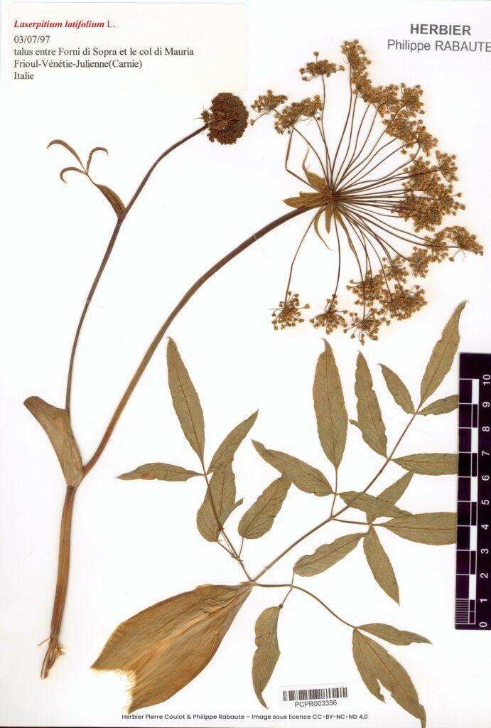 Laserpitium latifolium L. subsp. latifolium – Société botanique d'occitanie