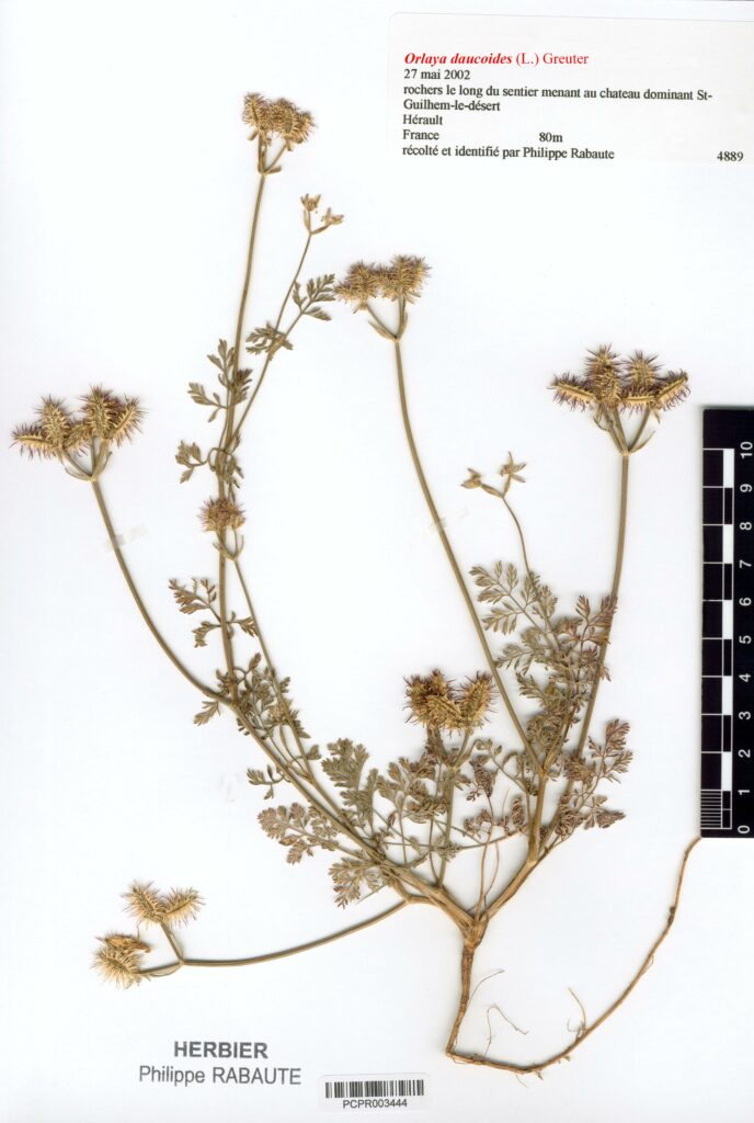 Orlaya daucoides (L.) Greuter – Société botanique d'occitanie