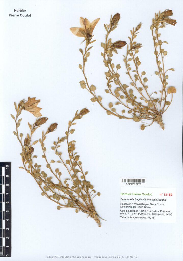 Campanula fragilis Cirillo subsp. fragilis – Société botanique d'occitanie