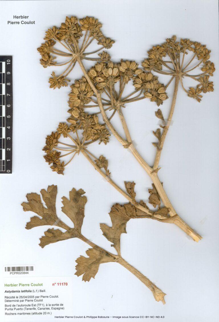 Astydamia latifolia (L.f.) Baill. – Société botanique d'occitanie