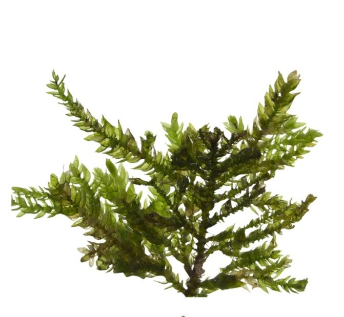 Isothecium algarvicum (Lembophyllaceae) dans le Var (France) : première ...