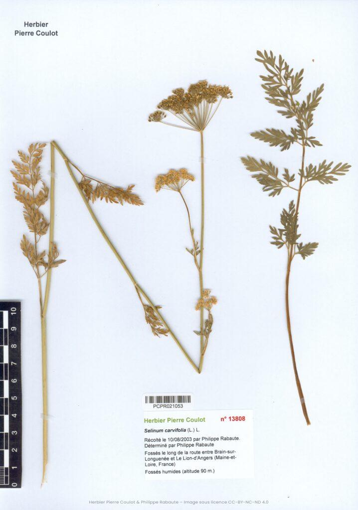 Selinum carvifolia (L.) L. – Société botanique d'occitanie