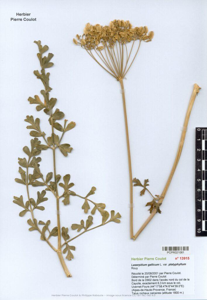 Laserpitium gallicum L. var. platyphyllum Rouy – Société botanique d ...
