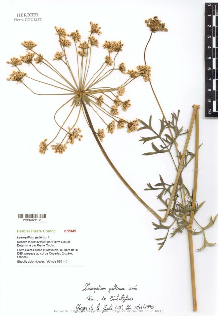 Laserpitium gallicum L. var. angustifolium (L.) Lange – Société ...