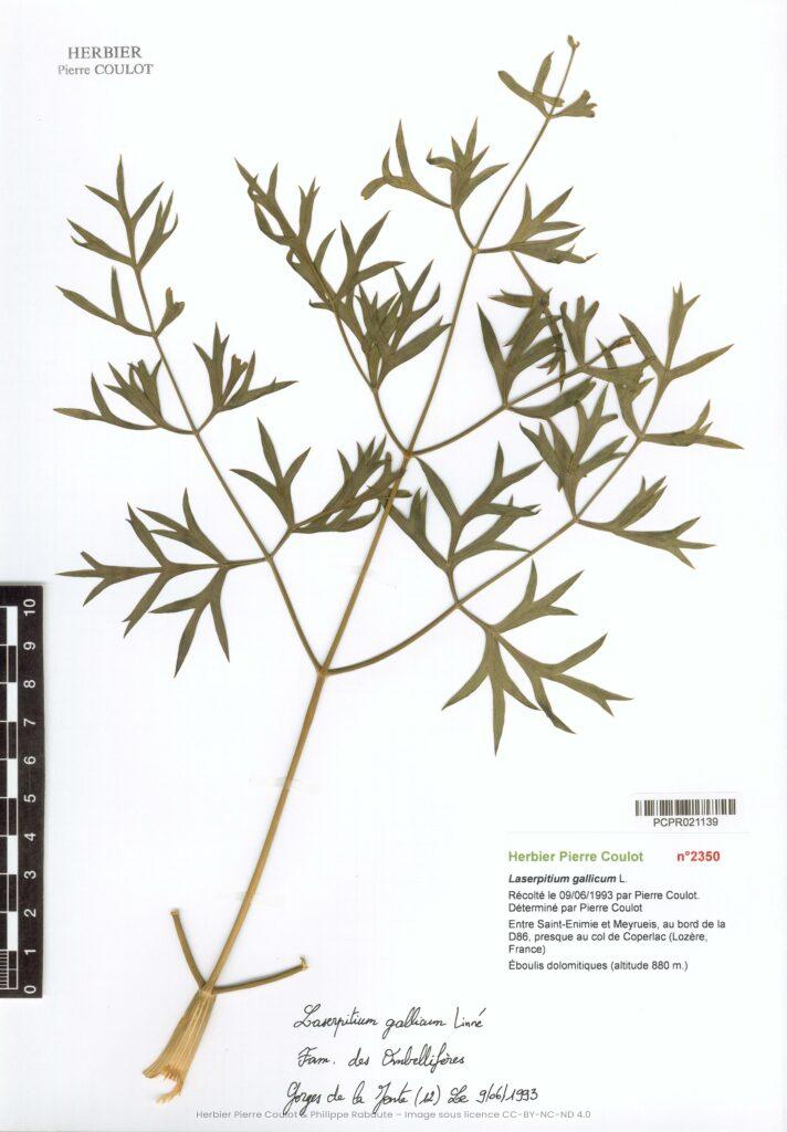 Laserpitium gallicum L. var. angustifolium (L.) Lange – Société ...