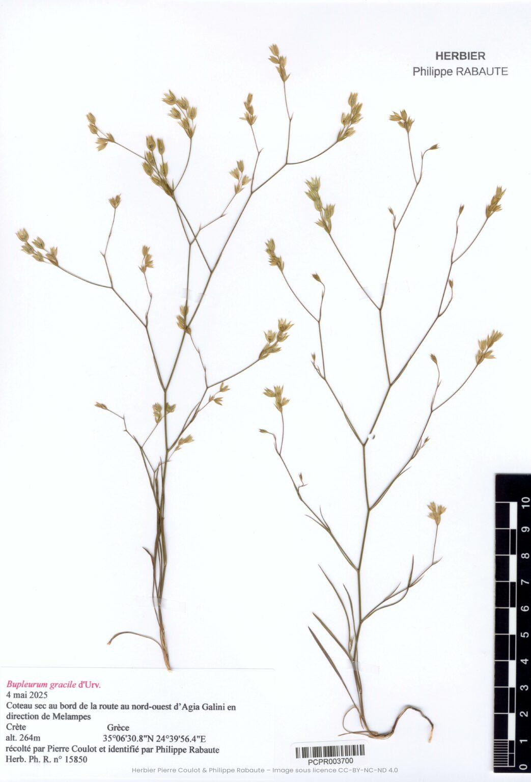 Bupleurum gracile d’Urv. – Société botanique d'occitanie