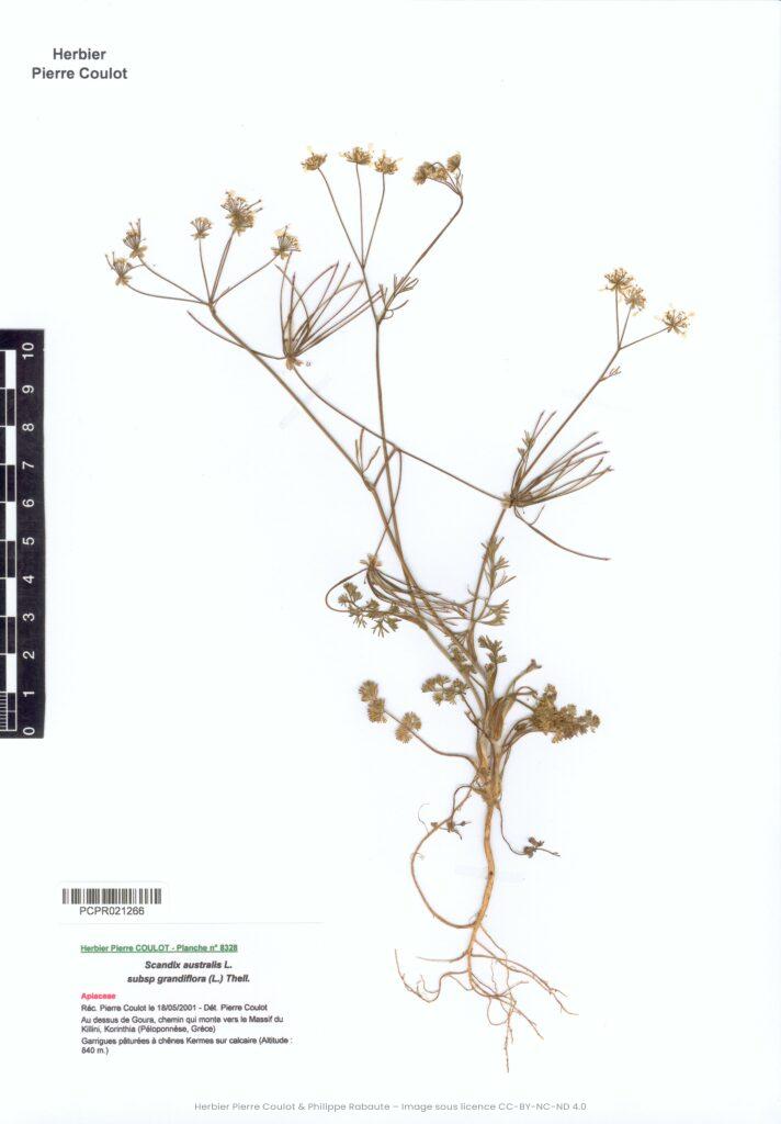 Scandix australis L. subsp. grandiflora (L.) Thell. – Société botanique ...