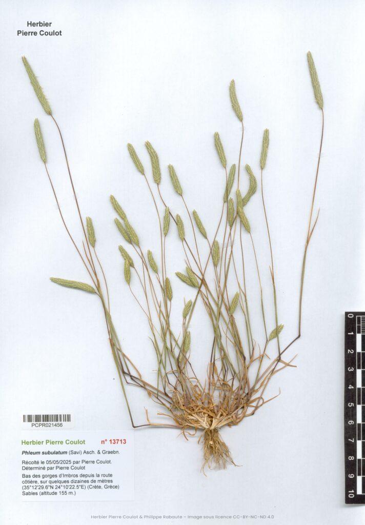 Phleum subulatum (Savi) Asch. & Graebn. – Société botanique d'occitanie