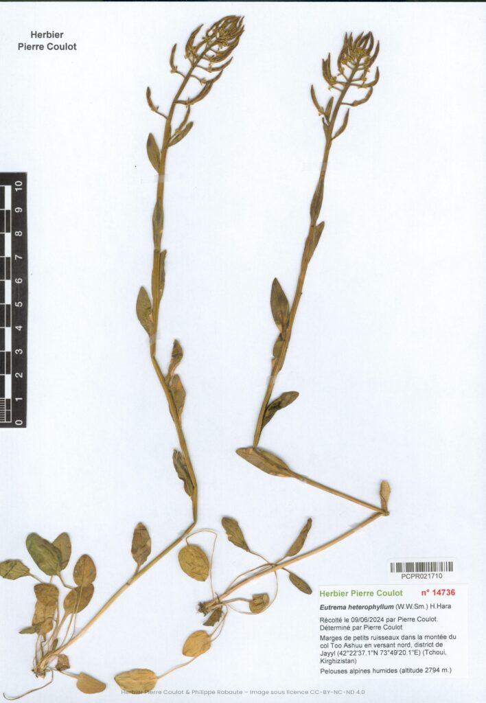 Eutrema heterophyllum (W.W.Sm.) H.Hara – Société botanique d'occitanie