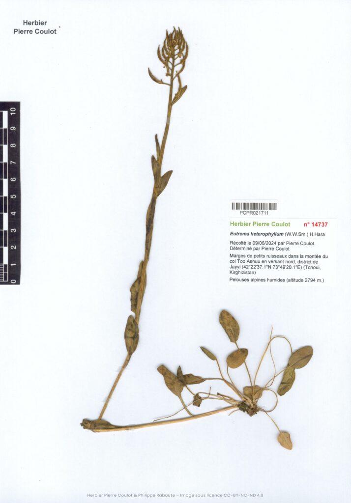 Eutrema heterophyllum (W.W.Sm.) H.Hara – Société botanique d'occitanie