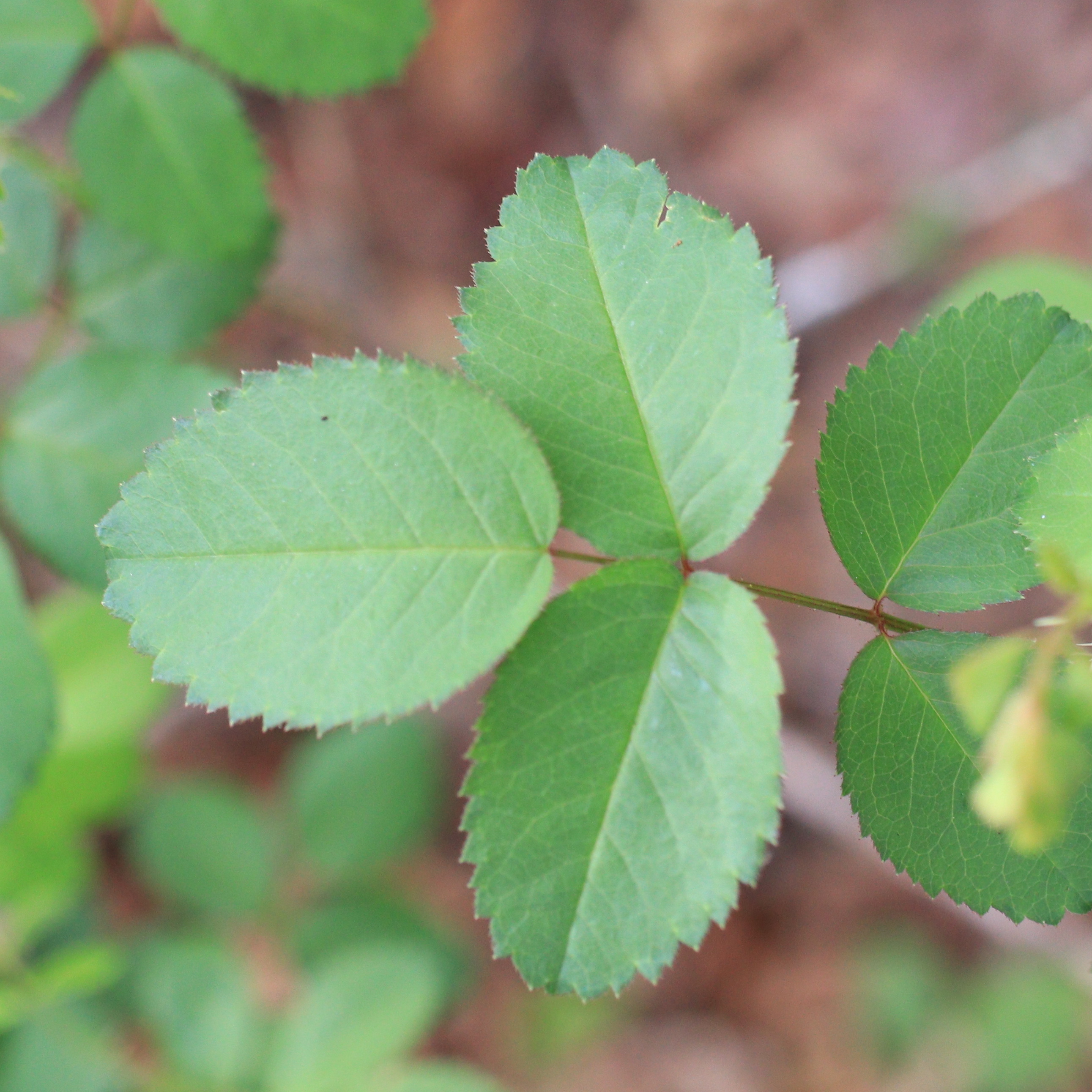 Les Convergences botaniques 2025 à Toulouse : compte-rendu de la sortie ...